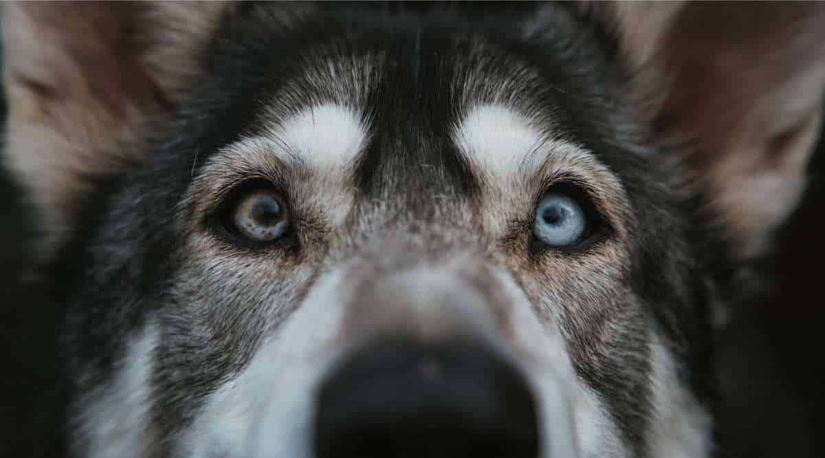 Siberian Husky Mixes: 21 Different Beautiful Cross Breeds - Canine Journal