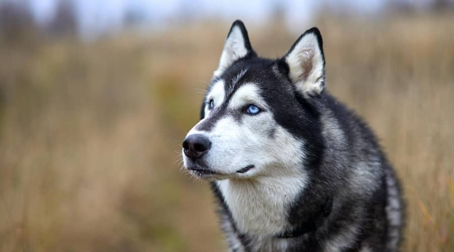 Husky Shedding: How Much Do Siberian Huskies Shed? - Canine Journal