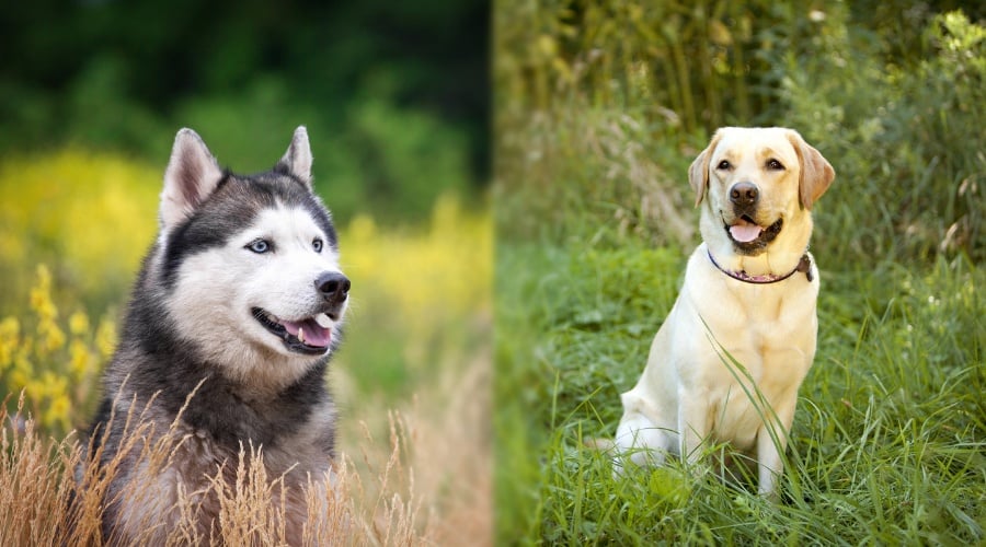 Siberian Husky vs. Labrador Retriever: Which Is Better For Your Family ...