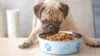 11 Lazy Dog Breeds That Love Short Walks & Long Naps - Canine Journal