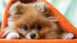 Tiny Dog, Big Personality: The Complete Pomeranian Owner’s Guide