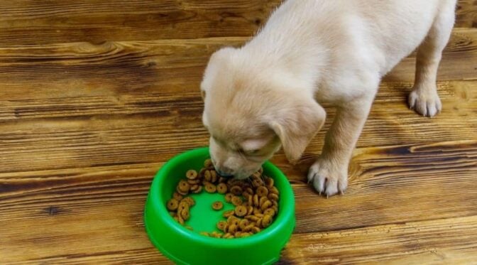 What Is The Healthiest Dog Food? See Our Top Picks For All Types Of ...