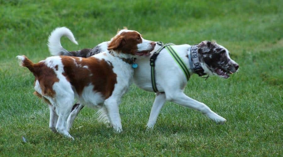 English Springer Spaniel Mixes: 25 Different & Intelligent Crossbreeds ...