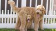 Goldendoodle Feeding Chart: What Do Goldendoodles Puppies Need To Eat ...