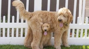 Goldendoodle Feeding Chart: What Do Goldendoodles Puppies Need To Eat ...