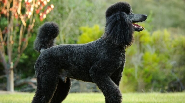 Poodle Health Issues Every Owner Should Know