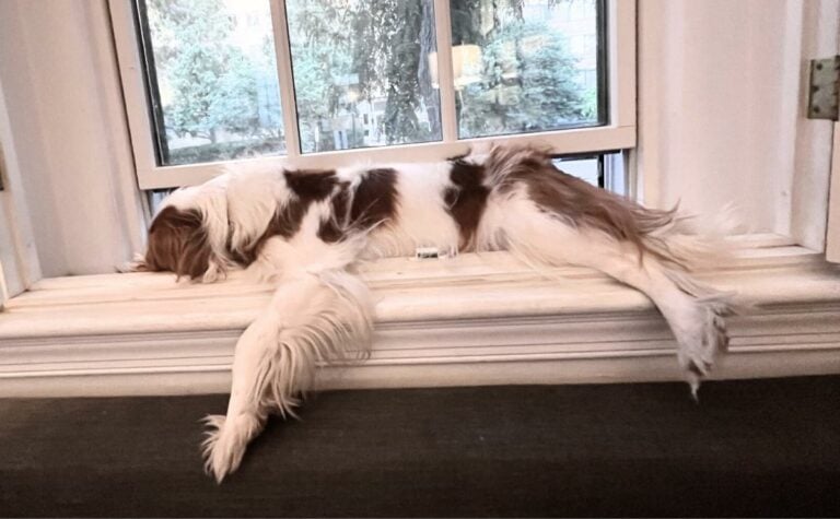 7 Weird Dog Sleeping Positions: #5 Will Have You Crying Laughing ...