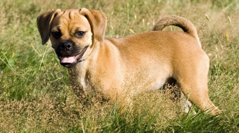 Dachshund Labrador Retriever Mix: Dachsador Breed Overview - Canine Journal