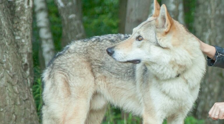 Wolf-Like Dog Breeds: 18 Domesticated Dogs With Wild Wolf Looks