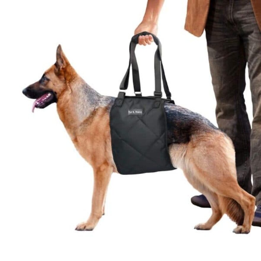 Best Dog Lift Harnesses For Handicapped, Injured, Or Weak Back Legs ...