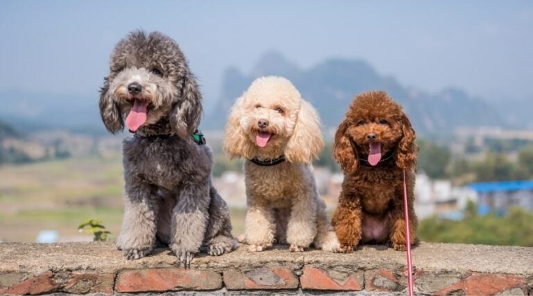 12 Common Poodle Health Issues - Canine Journal