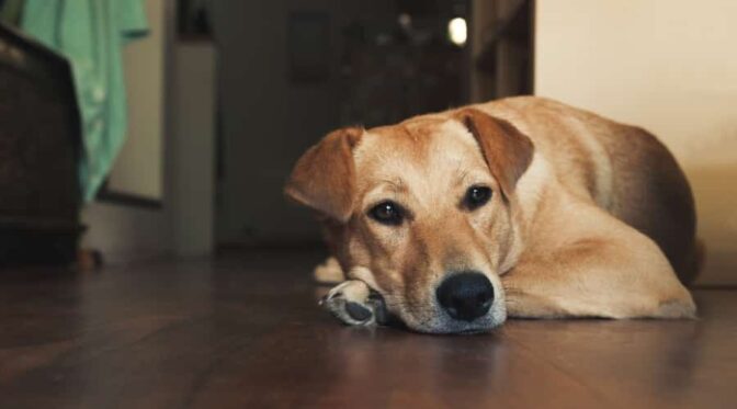 Loud Snoring, Gasping, Or Weird Sleep Positions? It Might Be Dog Sleep ...