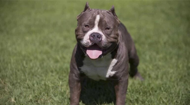 300+ Wolf Names For Dogs: Alpha Dog Names For Males & Females - Canine ...