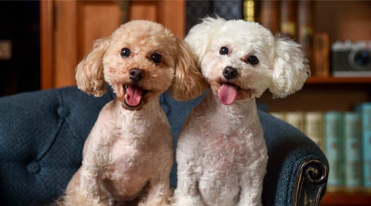 Is Your Poodle At Risk? 12 Poodle Health Issues Every Owner Should ...