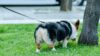 Corgi Lifespan: How Long Do Corgis Live? - Canine Journal
