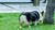 Corgi Lifespan: How Long Do Corgis Live? - Canine Journal
