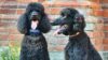 Poodle Lifespan: How Long Do Poodles Live? - Canine Journal