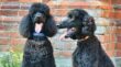 Poodle Lifespan: How Long Do Poodles Live? - Canine Journal