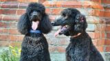 Poodle Lifespan: How Long Do Poodles Live? - Canine Journal