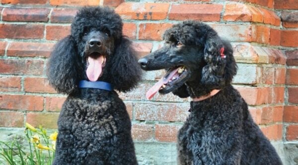 Poodle Feeding Chart: What Do Standard Poodles Need To Eat Based On ...