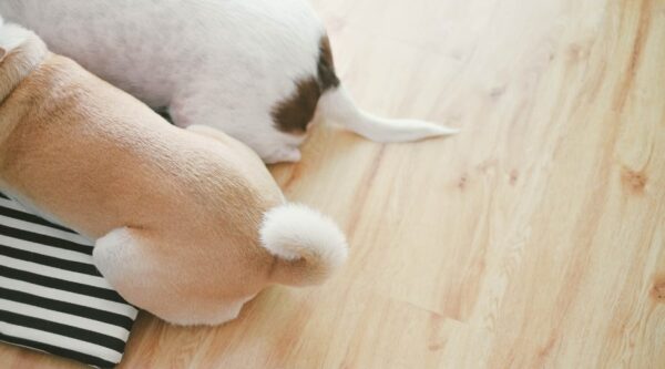 Why Do Dogs Wag Their Tails? It’s Not Always A Sign Of Happiness!