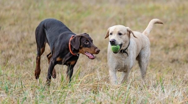 The Sad Truth About Dog Depression (And How To Bring Back The Wag)