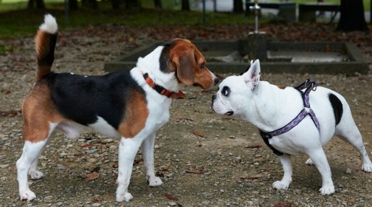 How Do Dogs Communicate With Each Other? The Hidden Language You’ve ...