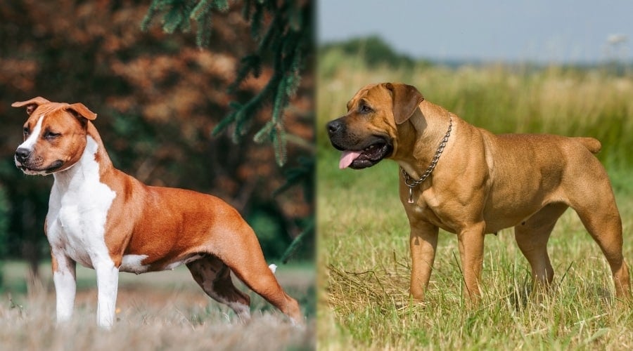 American Pitbull Terrier Vs. Boerboel: Breed Differences – RUAUE