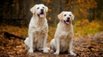Labrador Retriever Lifespan: How Long Do Labradors Live? - Canine Journal