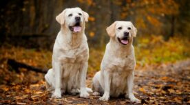 Labrador Retriever Lifespan: How Long Do Labradors Live? - Canine Journal