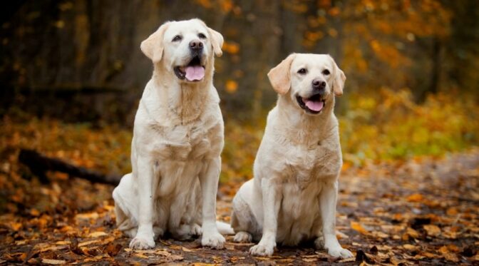 Labrador Retriever Lifespan: How Long Do Labradors Live? - Canine Journal