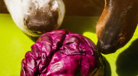Can Dogs Eat Cabbage? Learn About This Silent Killer (Of Fresh Air ...