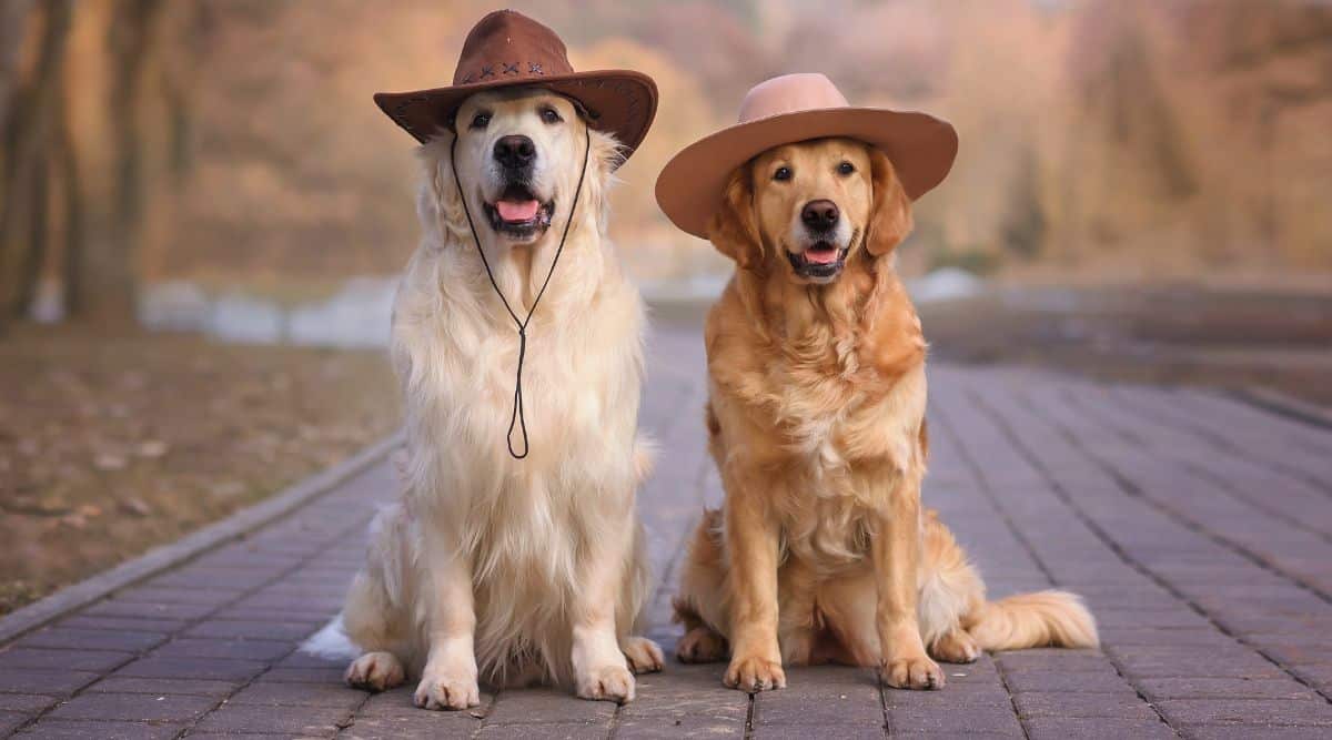 Goldens In Golden: The Tail-Wagging Event Of The Year! - Canine Journal