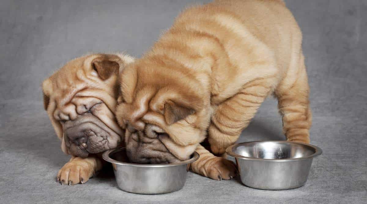 Wag vs Orijen Dog Food: How Do They Compare? - Canine Journal