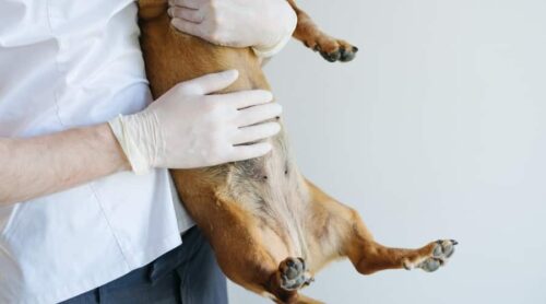 8 Common Dachshund Health Issues - Canine Journal