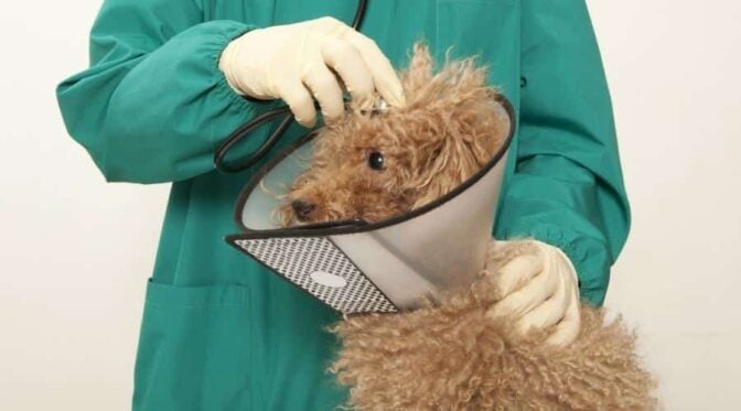 12 Common Poodle Health Issues - Canine Journal