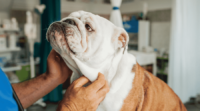 Is Your Bulldog At Risk? 8 Common English Bulldog Health Issues You ...