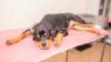Adenovirus In Dogs: Symptoms, Treatment, Prevention & More - Canine Journal