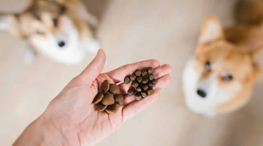 Wag vs Blue Buffalo: Which Dog Food is Better? - Canine Journal