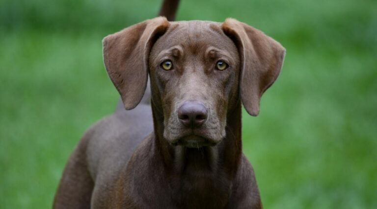 Dachshund Labrador Retriever Mix: Dachsador Breed Overview - Canine Journal