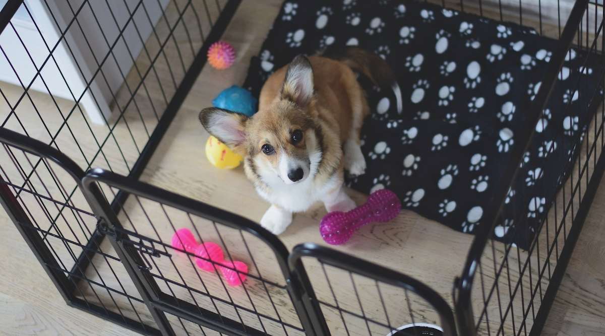 Your Dog Is Choking? Don’t Panic—Try These Fast DIY Fixes