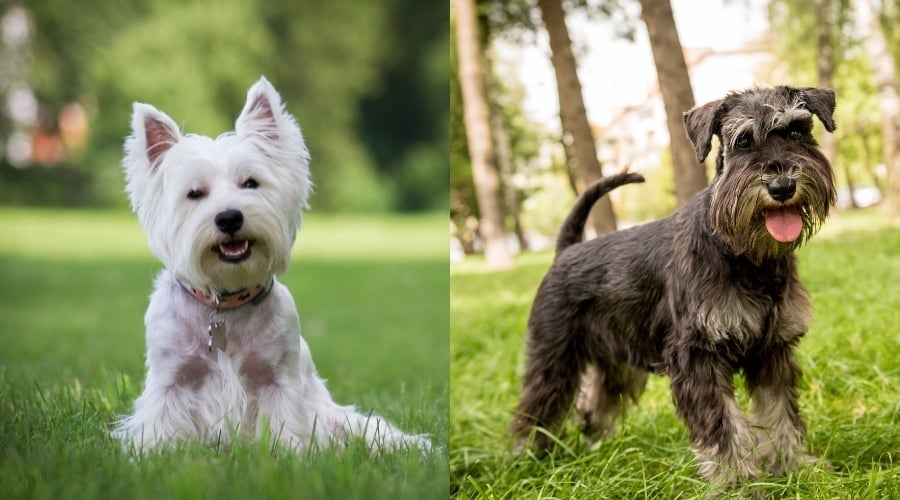 Mistura De Schnauzer West Highland Terrier West Highland White Terrier