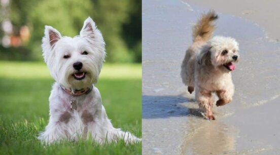 Westiepoo Breed Information: Facts, Traits, Pictures & More | Canine ...