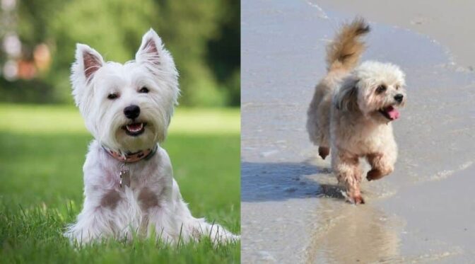Westiepoo Breed Information: Facts, Traits, Pictures & More | Canine ...