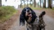 Why Some People Secretly Hate Dogs (And What It Says About Them)