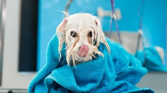 Stop Guessing: Here’s Exactly How Cold Is Too Cold for Your Dog ...