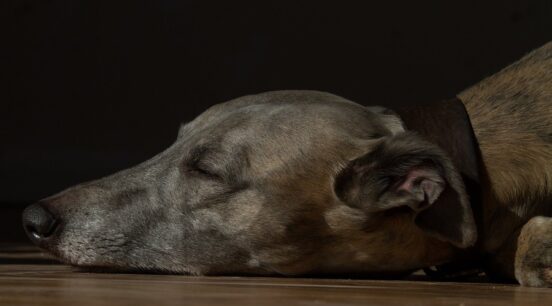 Dog Grinding Their Teeth Like A Stressed-Out Accountant In April? Here ...