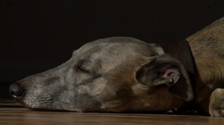Dog Grinding Their Teeth Like A Stressed-Out Accountant In April? Here ...