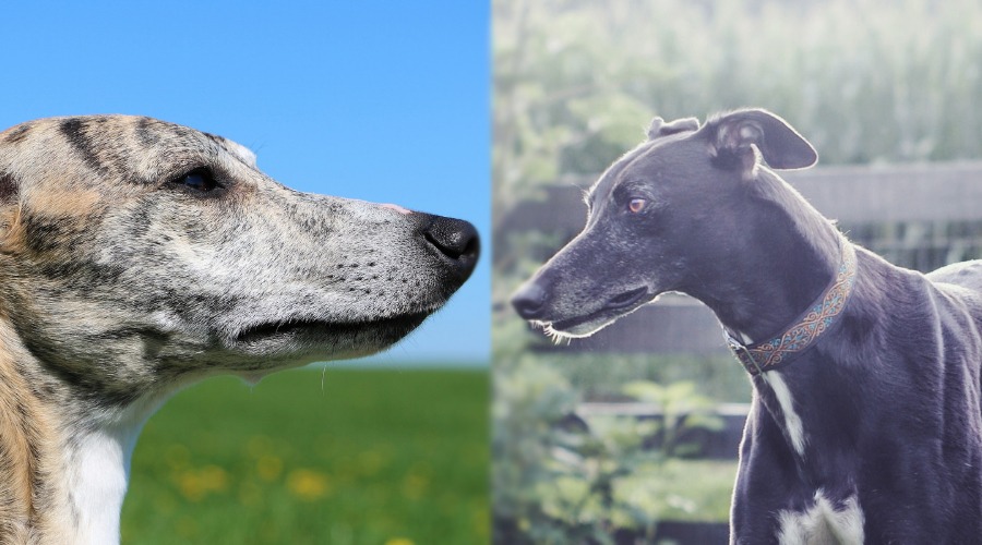 Whippet vs. Greyhound: Breed Differences & Similarities - Canine Journal