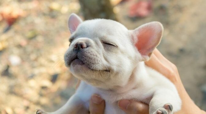 (Are You Cleaning Your Frenchie’s Ears Too Much—Or Not Enough ...